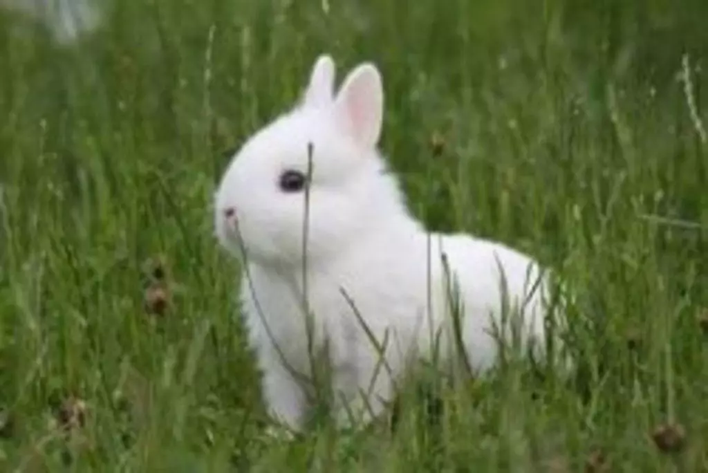 Hermine towşan