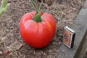 Tyypillinen ja kuvaus tomaattien paksu munkki