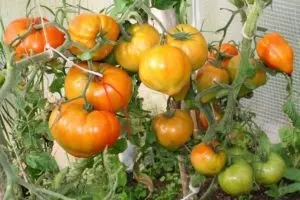 Charakteristika a popis Tomato Zhenhemka, jeho výnos