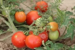 ការពិពណ៌នាអំពី Tomato Talalicin Thalalikhin និងលក្ខណៈរបស់វា