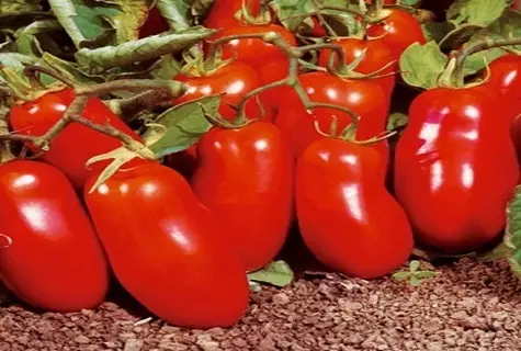Tomatoj sur la ŝtonoj