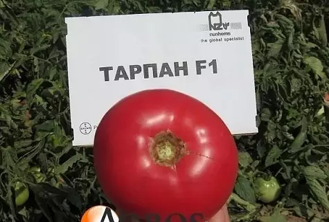 Tomato Tarpan：品種的特徵和描述，與照片一起成長
