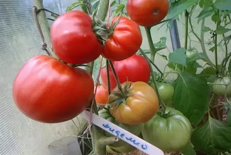 Pomidor Fidelio.