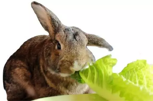 摂食ウサギ