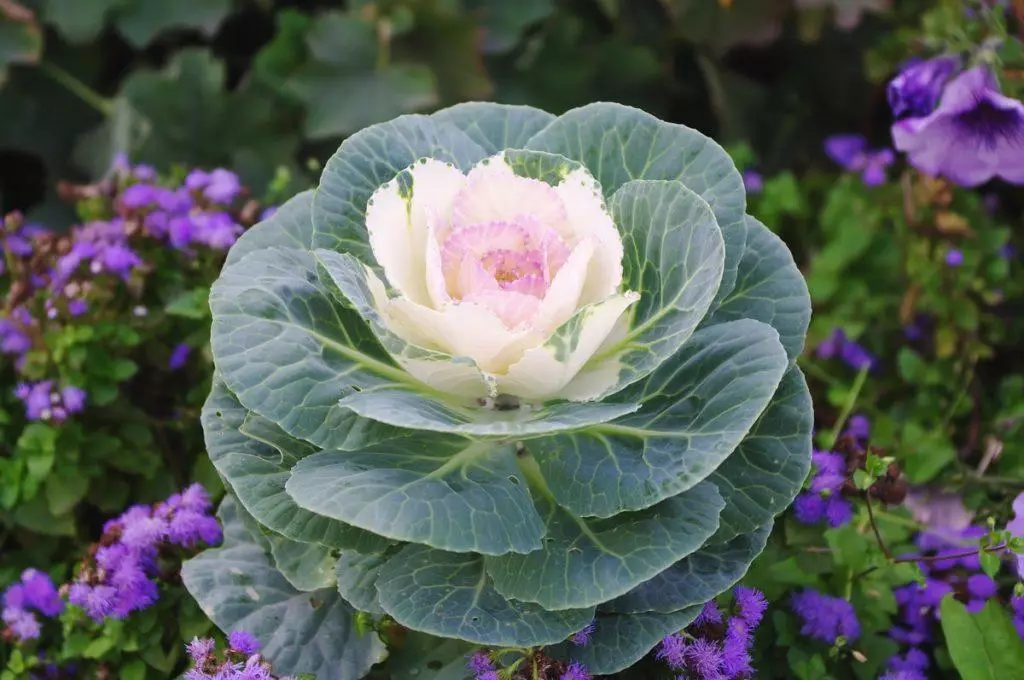 Decorative cabbage