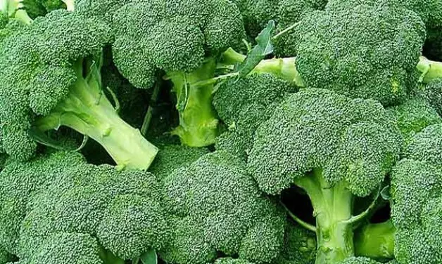 I-broccoli entsha