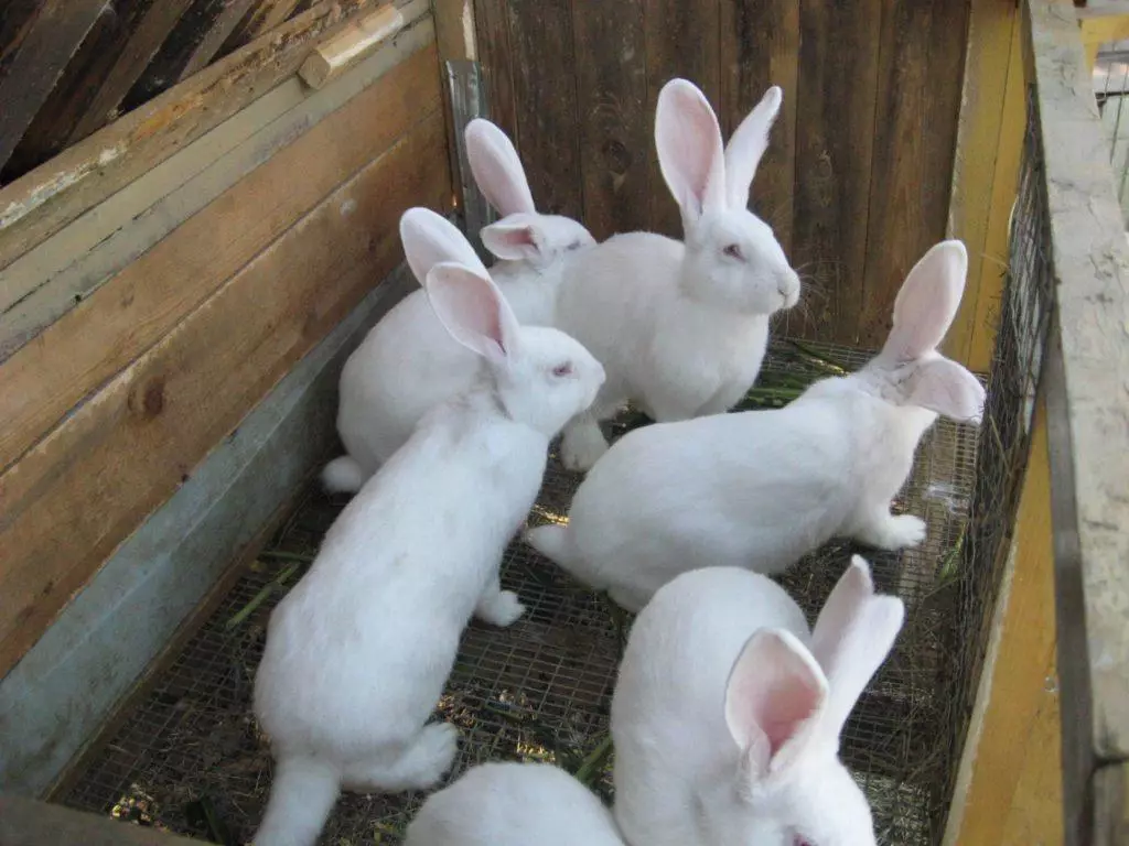 Různé králíky