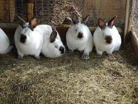 Rabbit California