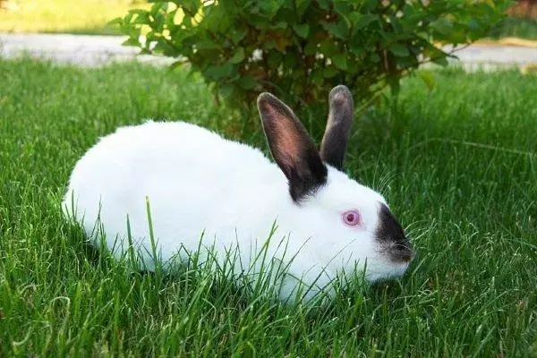 Fütterung von Kaninchen