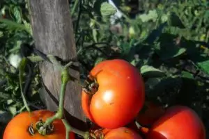 Opis paradajza paradajza sjeverni Express F1, njegovo uzgoj i briga