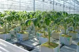 The main rules for the cultivation of tomatoes in the Dutch technology
