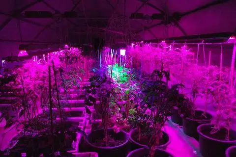 phyto lamps for seedling