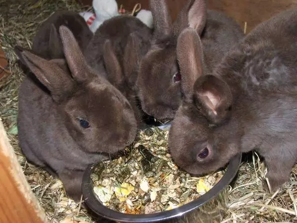 Compound Feed for Rabbits