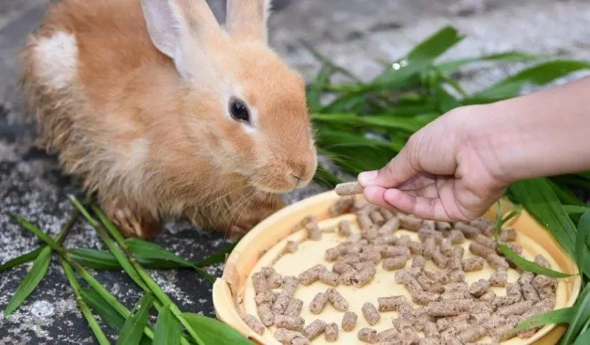 Alimentación compuesta para conejos.
