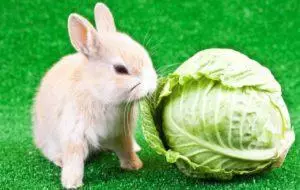 ¿Es posible alimentar a los conejos de la col y en qué cantidad para darlo?