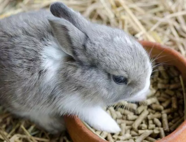 Mieszanka dla królików