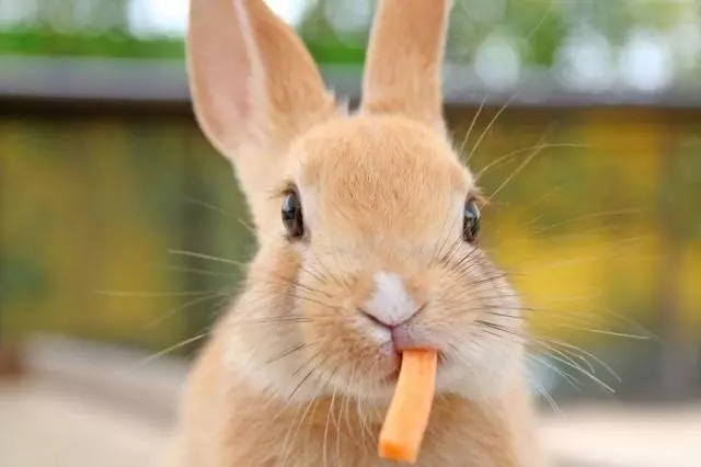 喂食兔子