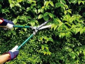 Hur man ordentligt trimma Barbaris buskar på sommaren, våren och hösten