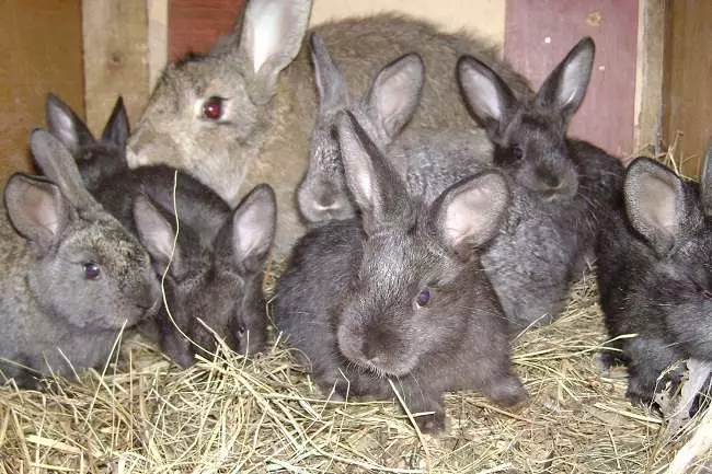 Rabbit Grey Giant