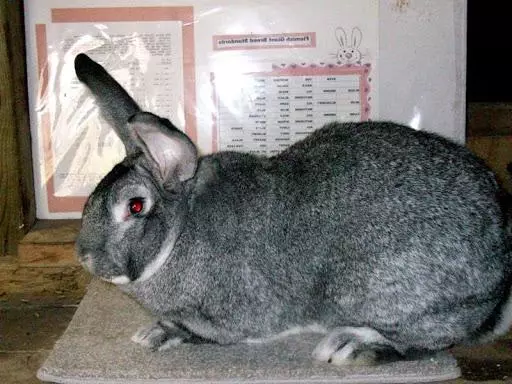 Rabbit Grey Giant