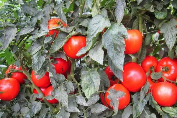 Voksende tomater