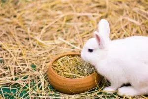 Quantas vezes por dia você precisa alimentar coelhos e padrões de tabela para consumo de alimentação