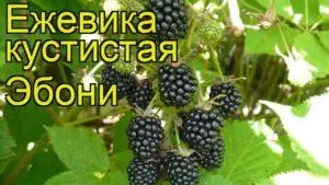 烏木黑莓品種的描述和特點，著陸和成長