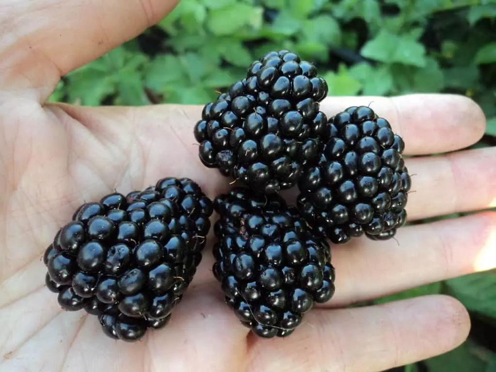 Hagaajinta blackberry