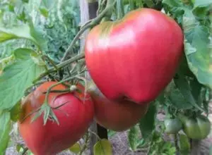 Karakteristično i opis tatske sorte paradajza, njegov prinos