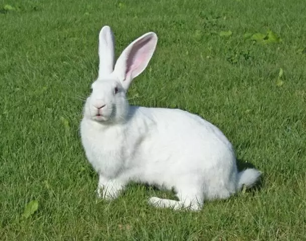 Giant bianco coniglio