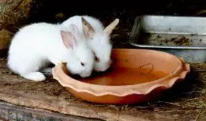 Instruktioner til brug af jod til kaniner og hvordan man giver for forebyggelse