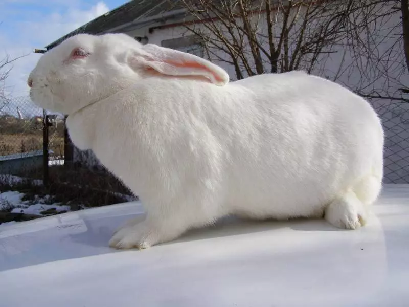 Rabbit White Giant