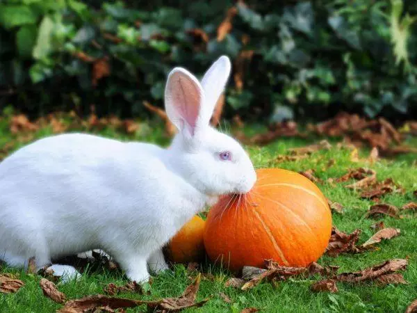 Nourrir des lapins