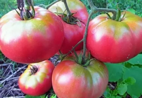 Tomate tufișuri supergigante roz F1