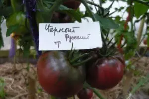 Nkọwapụta tomato tomato ojii Russian, owuwe ihe ubi na itolite