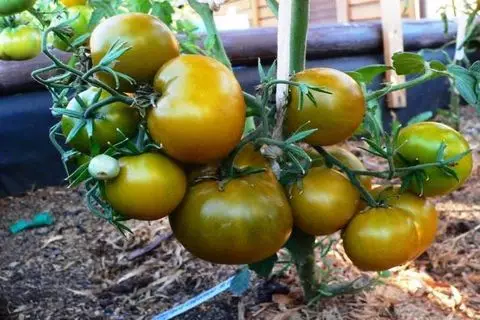 Tomato Marsh raste