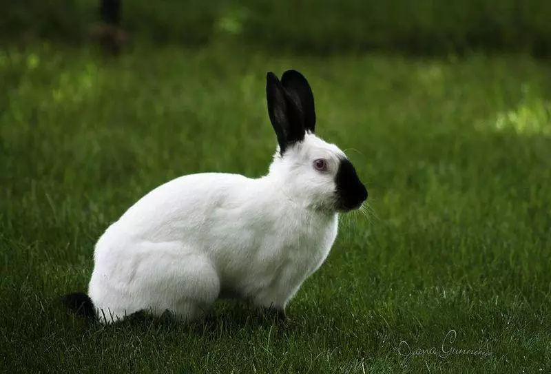ہمالیہ خرگوش