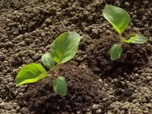 Patlıcanların yetiştirilmesi ve açık toprakta kendileri için bakım, Agrotechnology