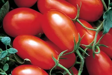 Daşky pomidor haiil