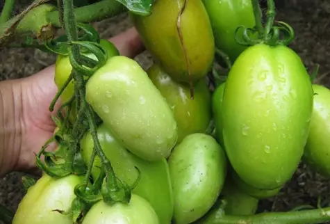 Zaļie tomāti Haipil