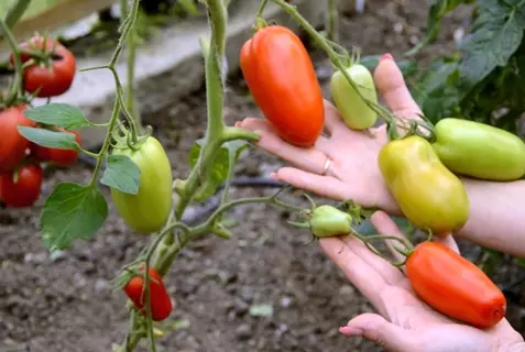 Bushes Tomato Haipil