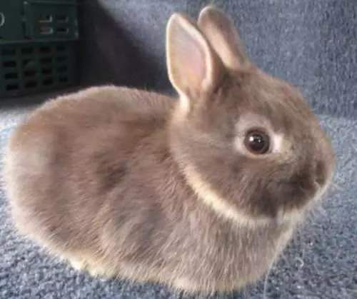 Dutch Rabbit Dwarf
