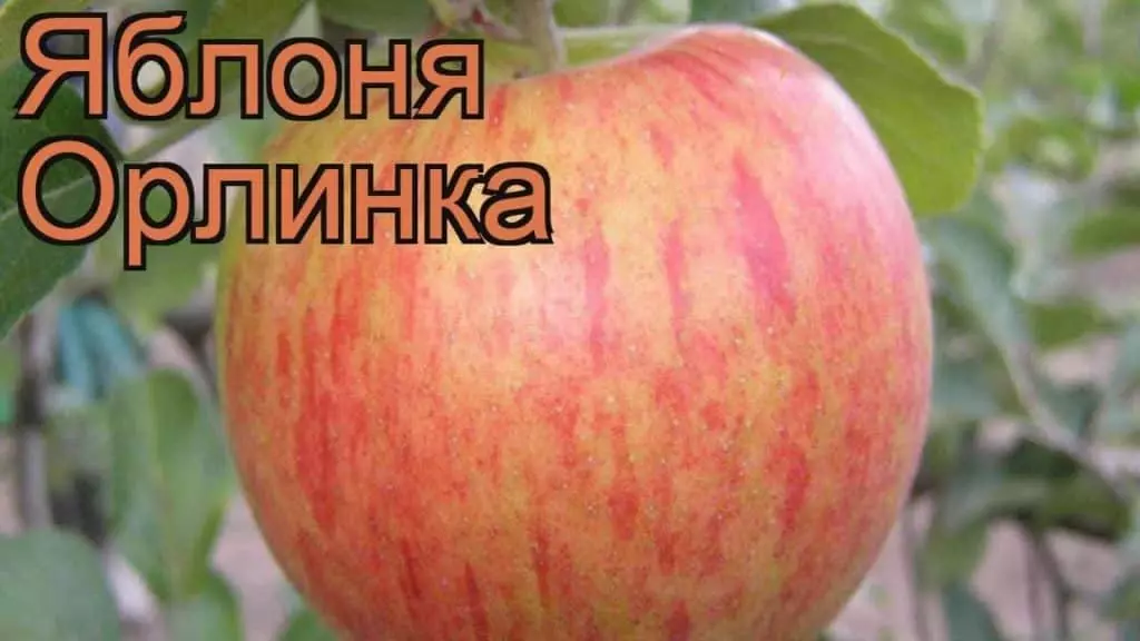 Apple Tree Orlinka.