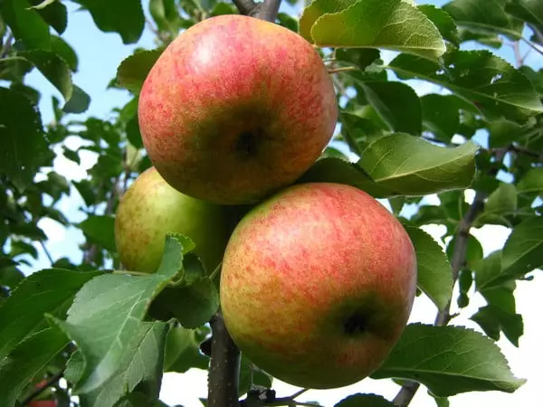 Apple Tree Orlinka.