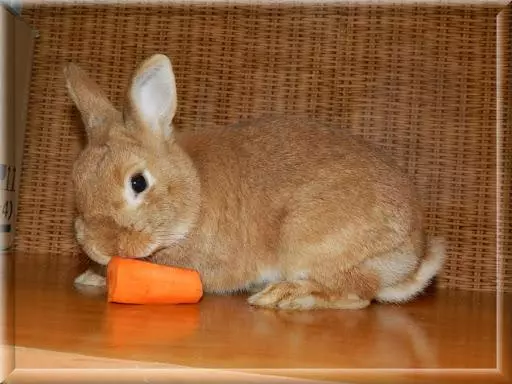 กระต่ายให้อาหาร