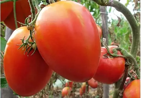 Buskar av tomat prinsessa