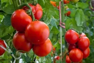 אופייני ותיאור של מגוון עגבניות גילגן