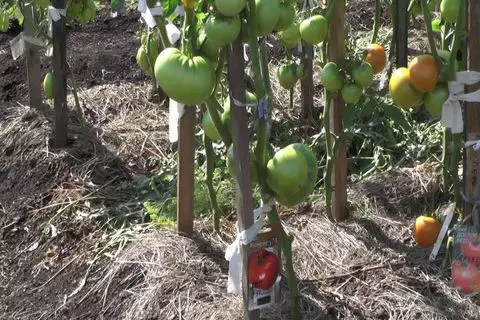 番茄在土壤中