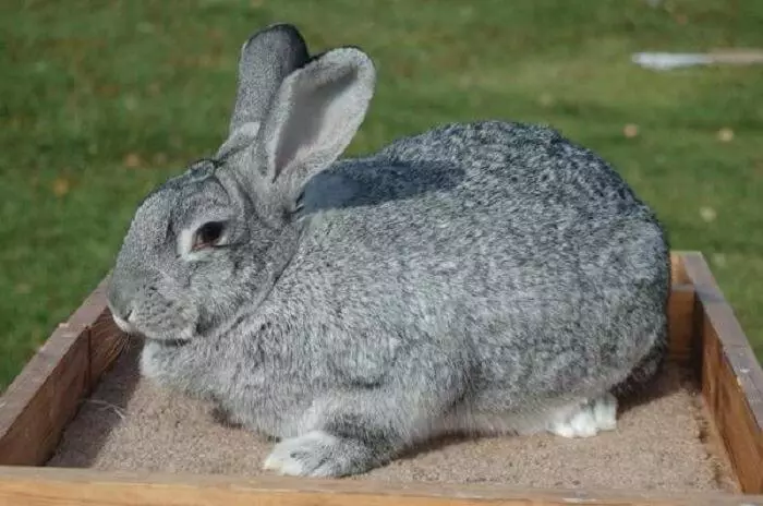 Rabbit gray