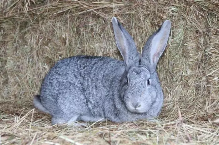 Kuneho Chinchilla.